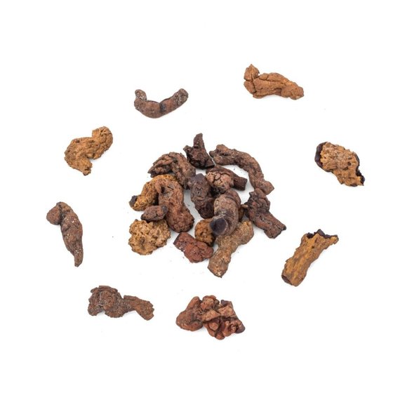 Tree Of Life Gems | Office | Small Fossilized Dinosaur Coprolite Dino ...